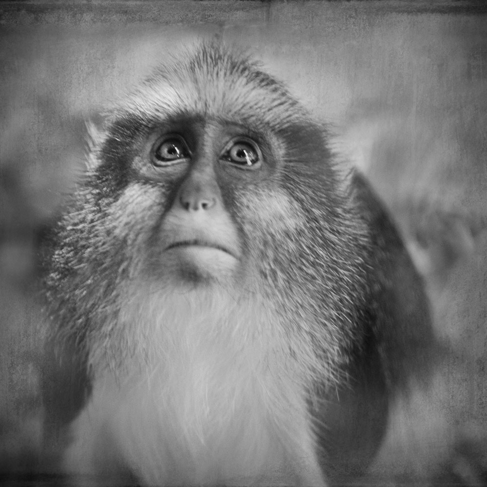 Anne Berry Gallery – RFOTOFOLIO