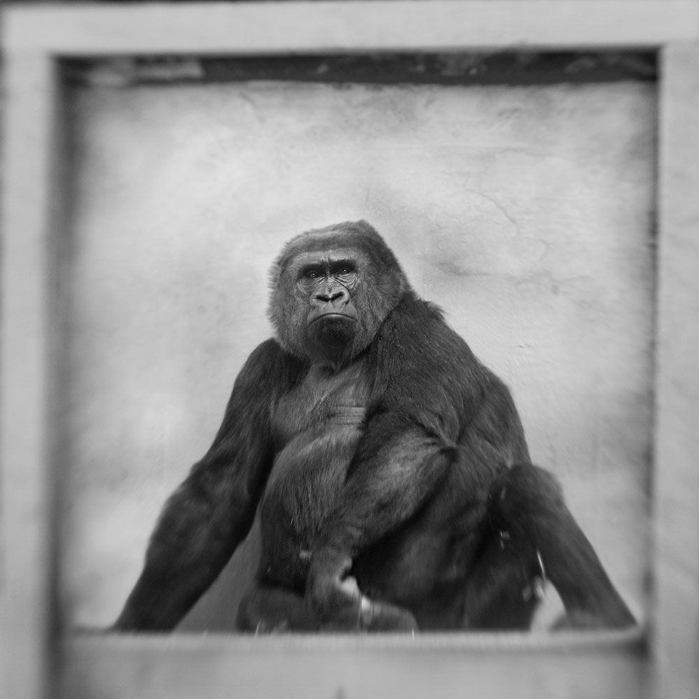 Anne Berry Gallery – RFOTOFOLIO