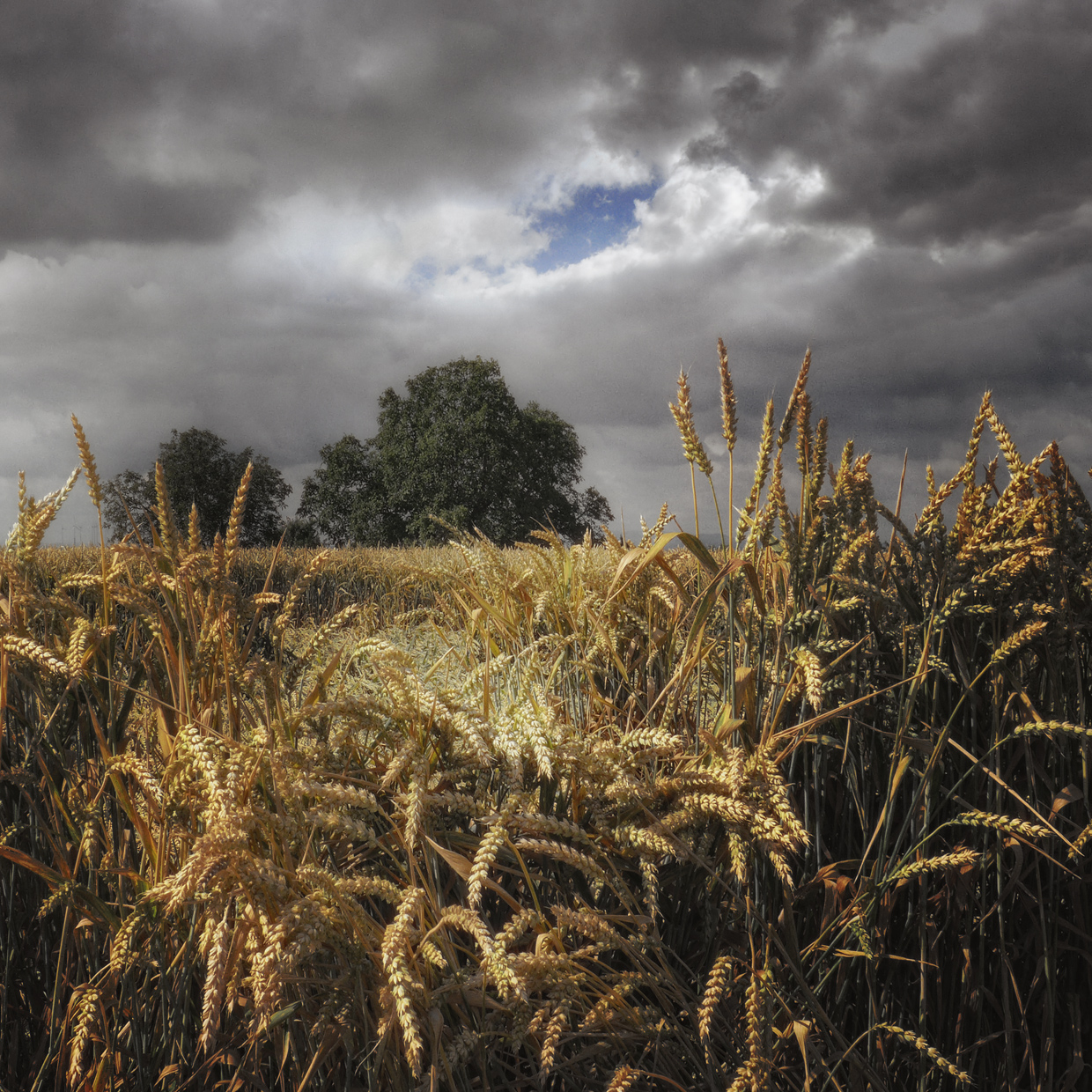 Wheat Field – RFOTOFOLIO