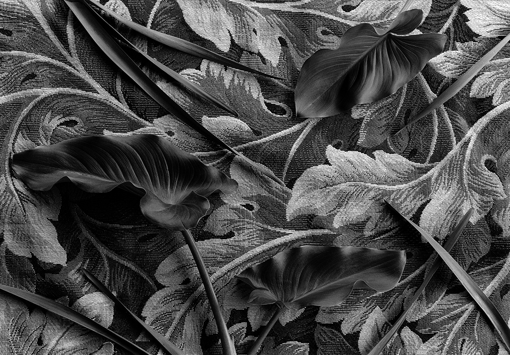 Jerry Takigawa Gallery – RFOTOFOLIO
