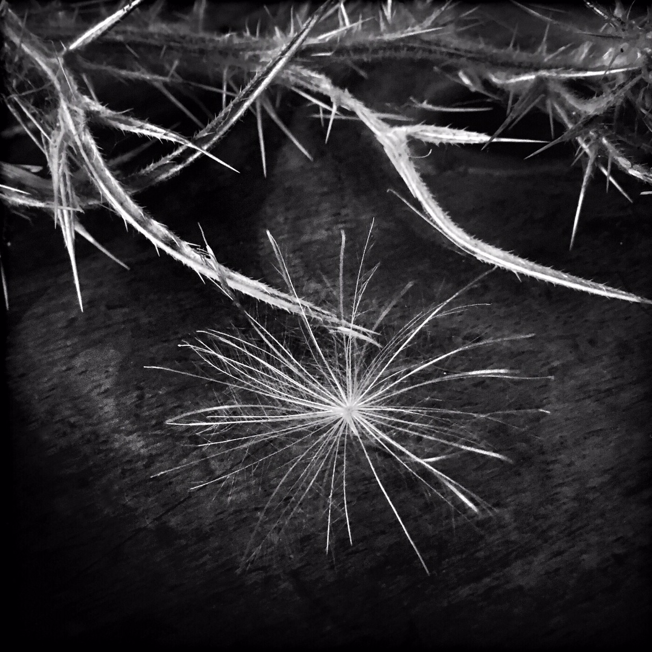 Rachael Short Gallery – RFOTOFOLIO