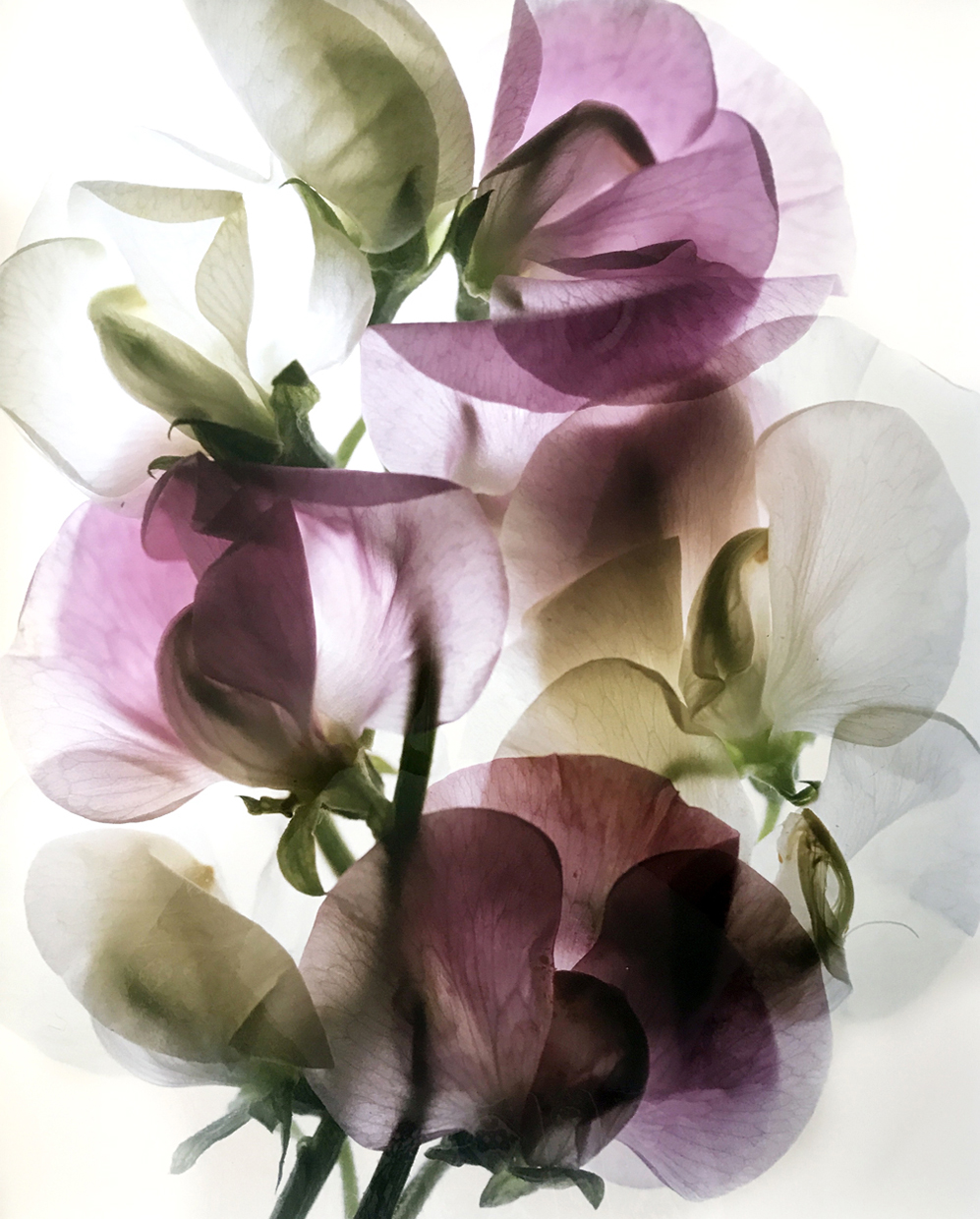 Carol Henry Gallery – RFOTOFOLIO