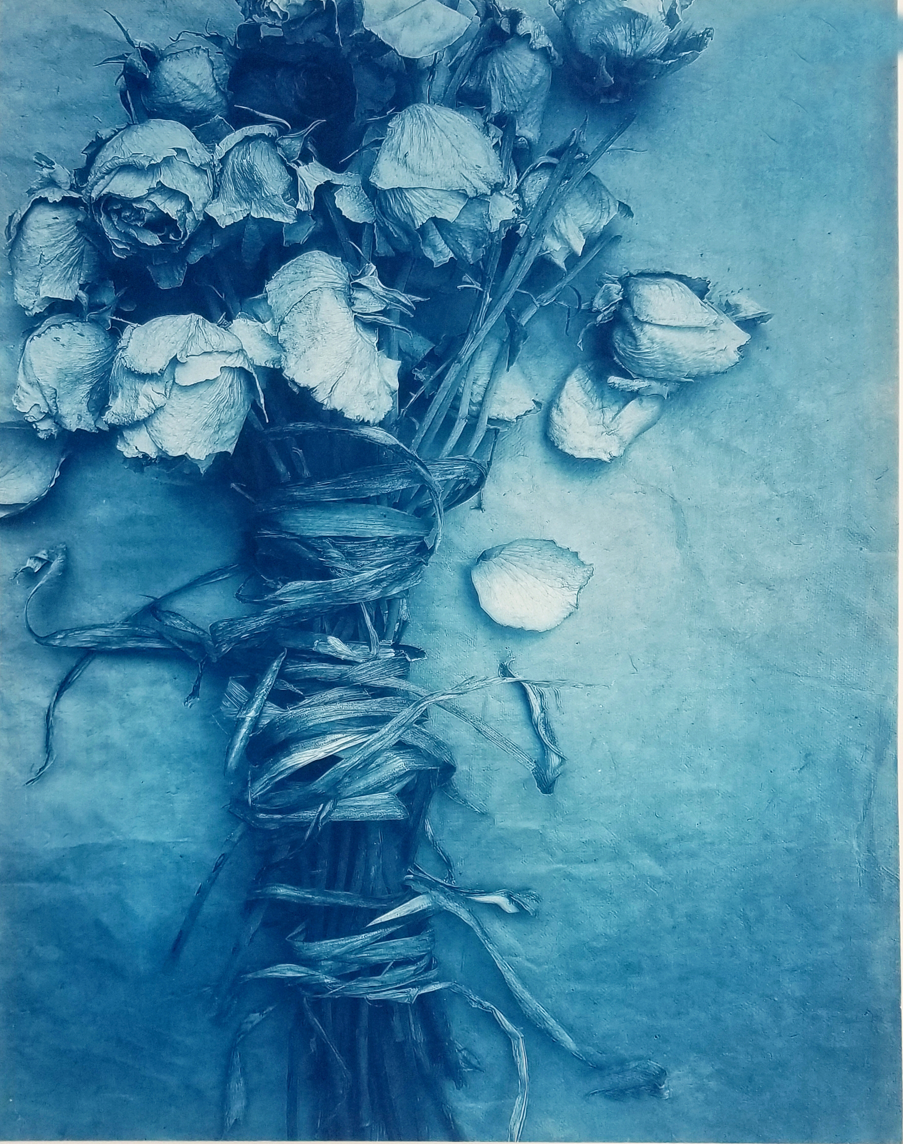 Diana Bloomfield, Books – RFOTOFOLIO