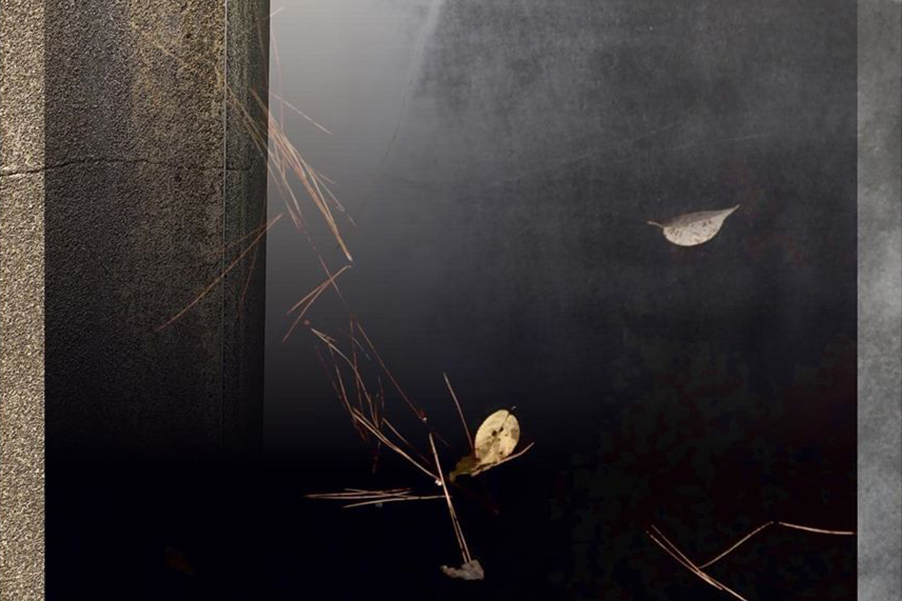 JaneFulton Alt Banner – RFOTOFOLIO