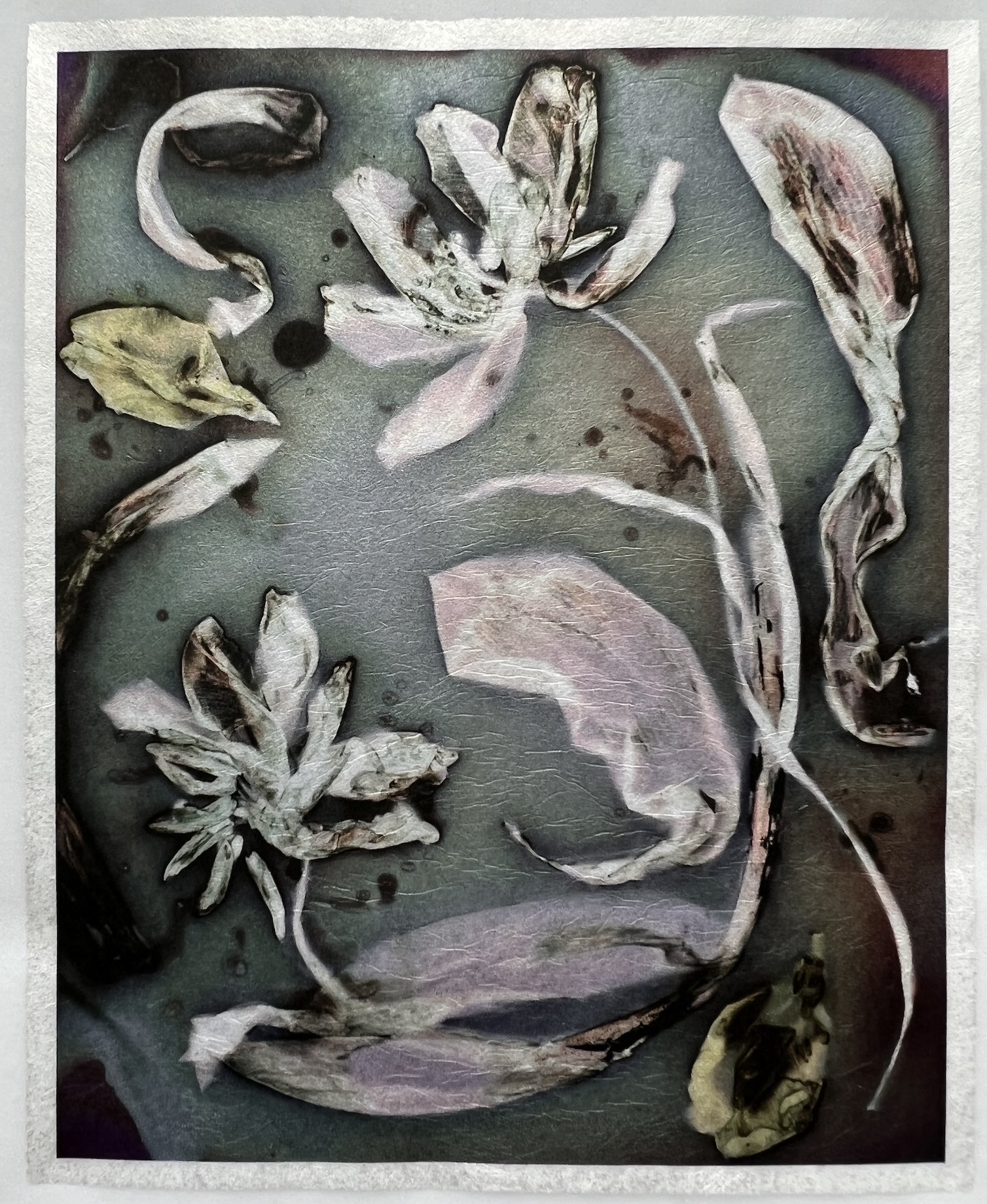 Teri Figliuzzi Gallery – RFOTOFOLIO