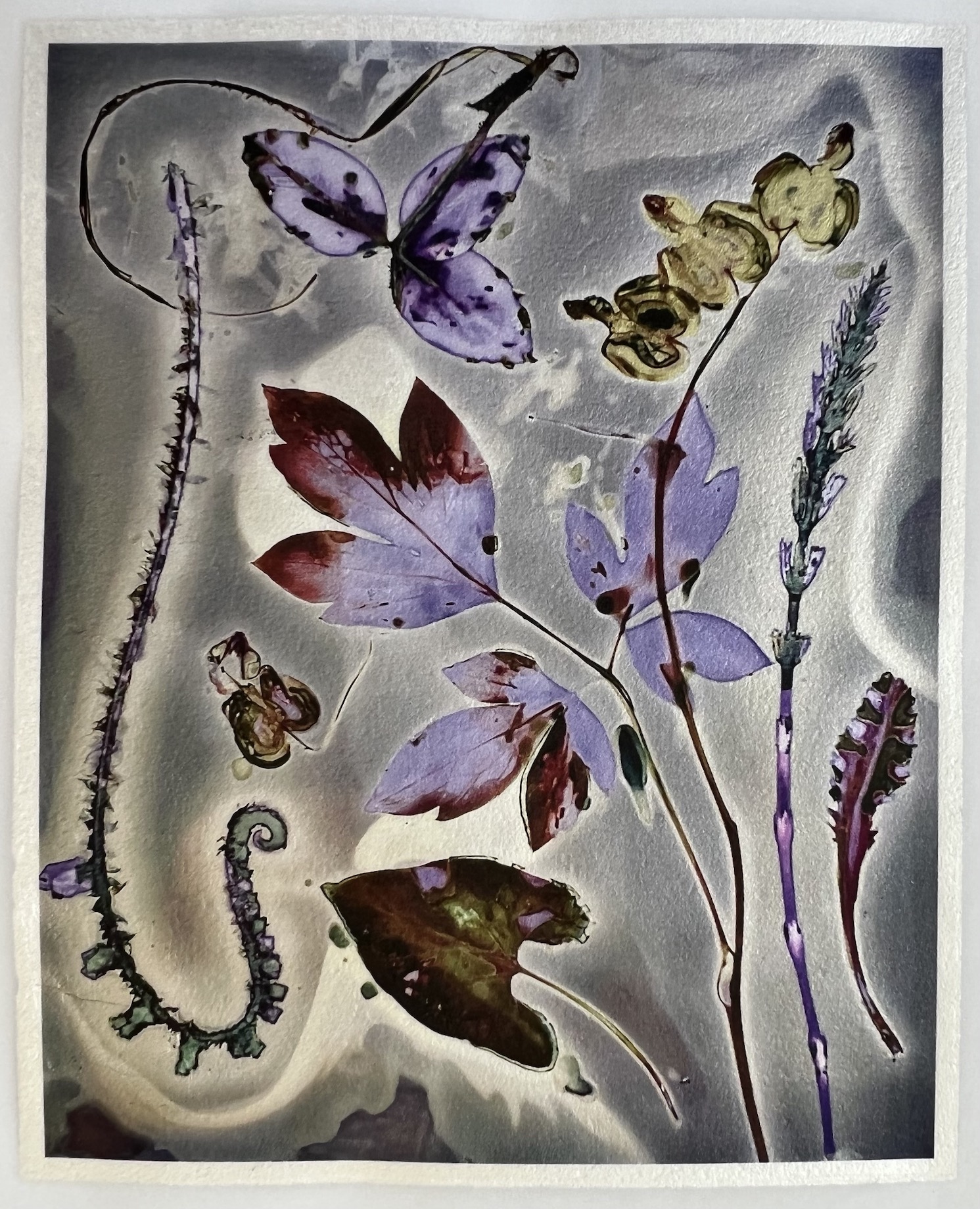 Teri Figliuzzi Gallery – RFOTOFOLIO