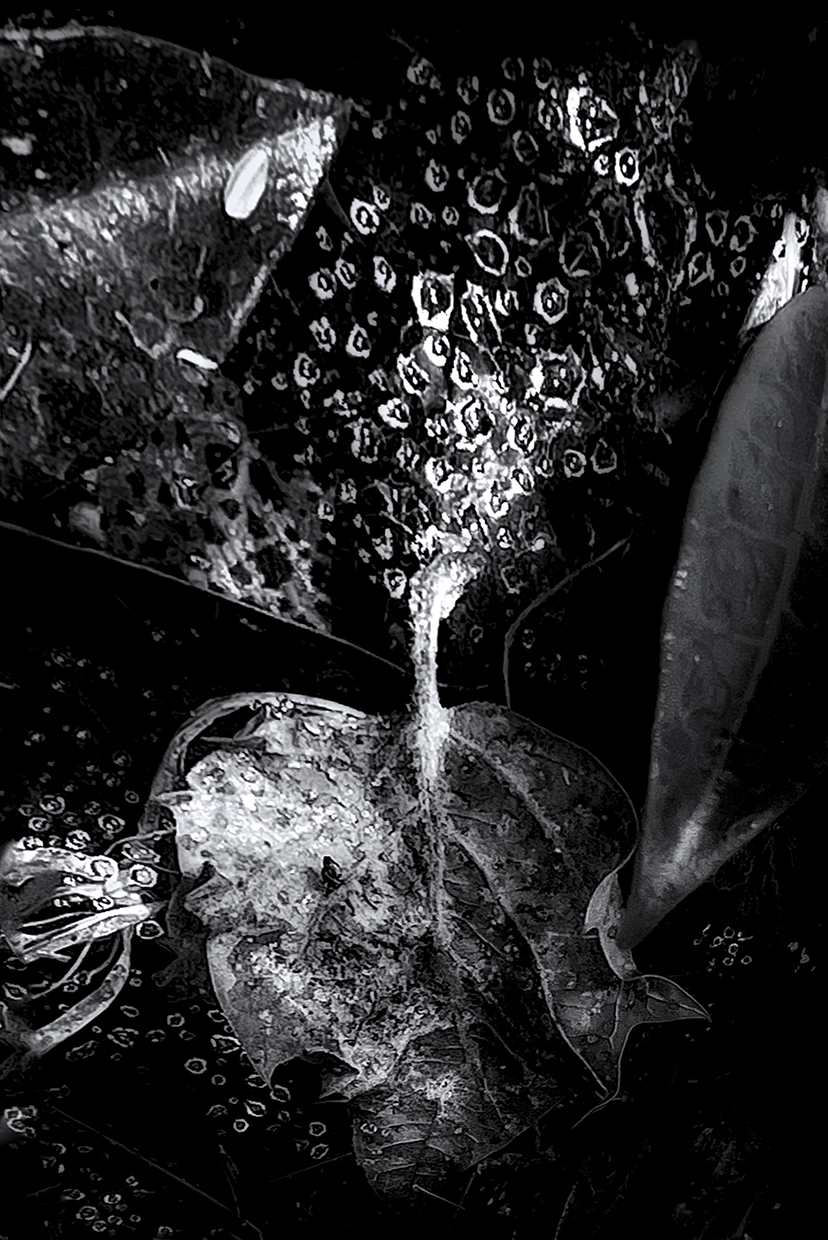 L. Aviva Diamond Gallery – RFOTOFOLIO