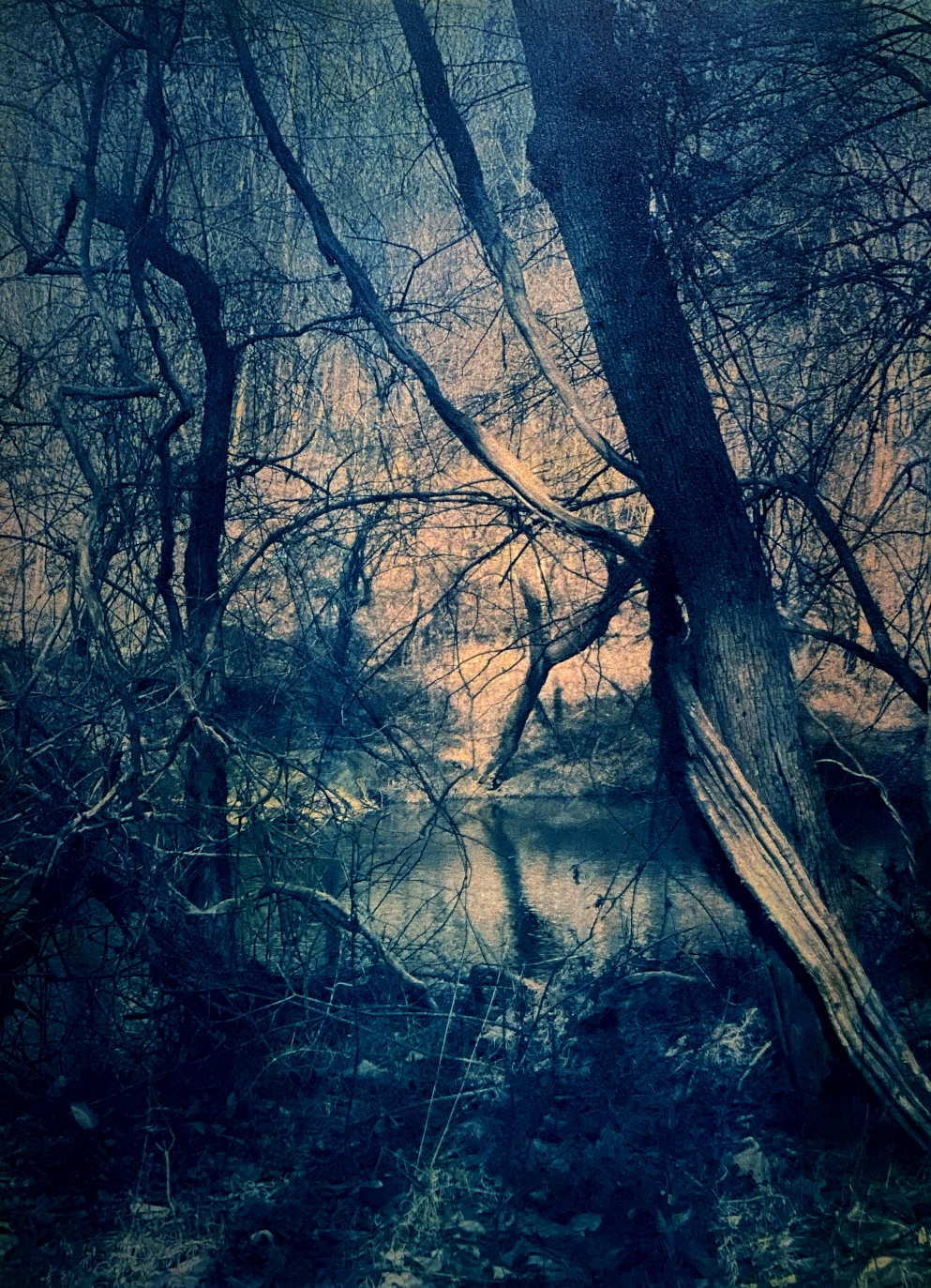 Diana Bloomfield – RFOTOFOLIO